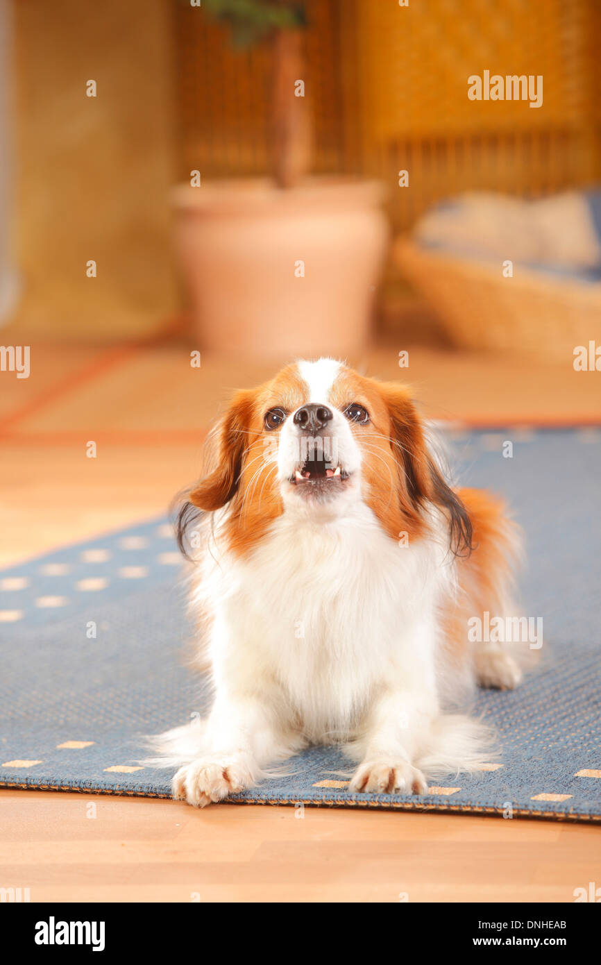 Kooikerhondje liegen -Fotos und -Bildmaterial in hoher Auflösung – Alamy