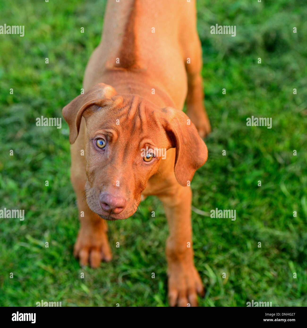 Rhodesian Ridgeback Welpen nach oben auf die Kamera mit Ridge sichtbar ...