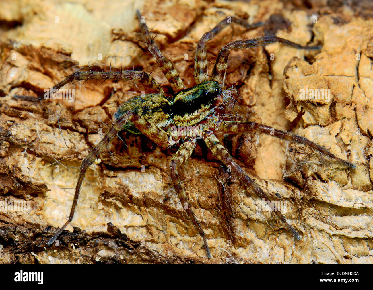 Pardosa amentata spider lycosidae -Fotos und -Bildmaterial in hoher ...