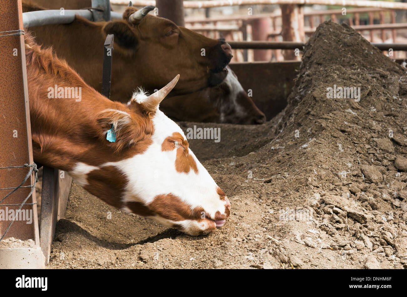 Kuh, die heu isst -Fotos und -Bildmaterial in hoher Auflösung – Alamy