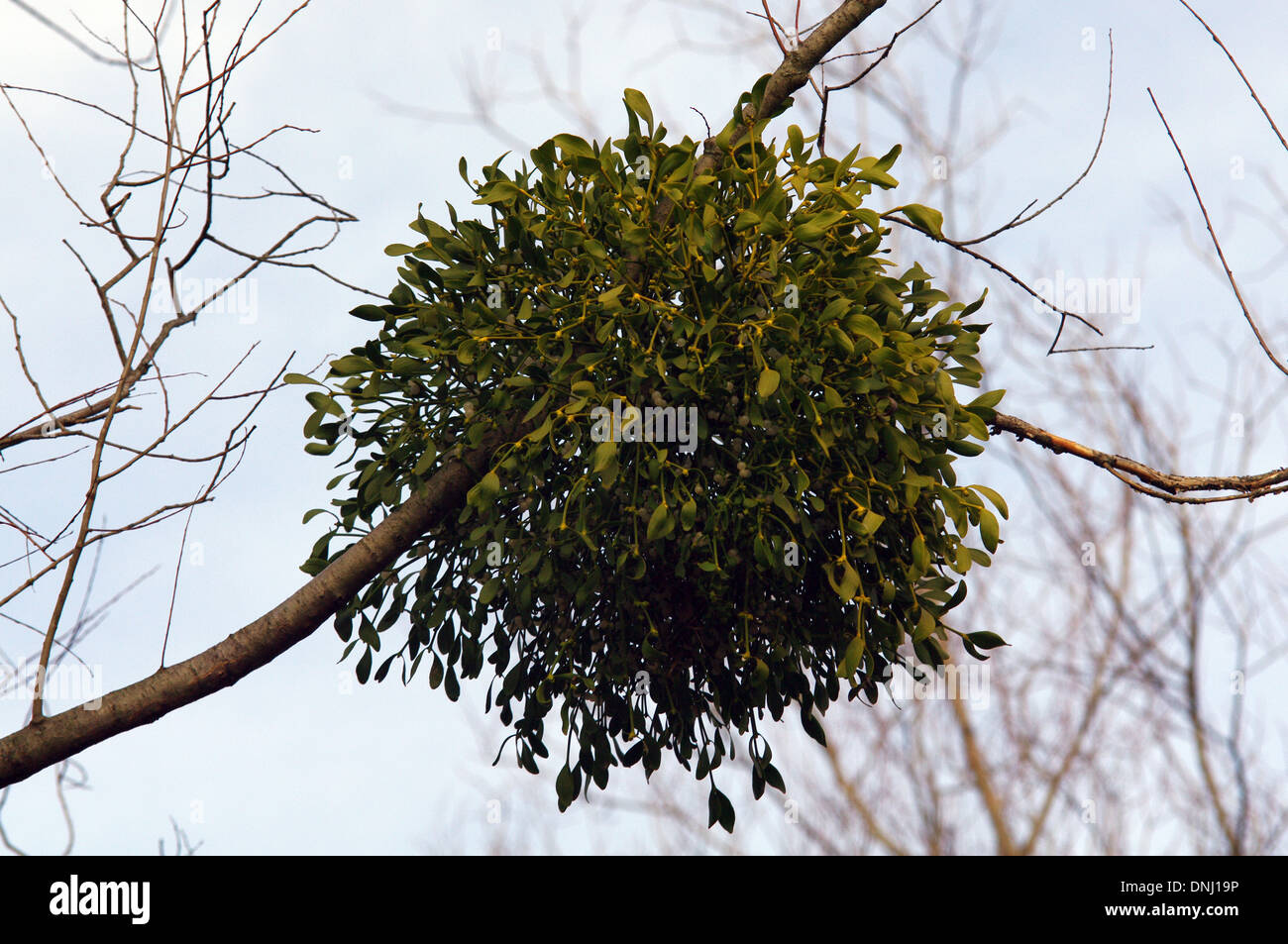 Hemiparasitische pflanzen -Fotos und -Bildmaterial in hoher Auflösung ...
