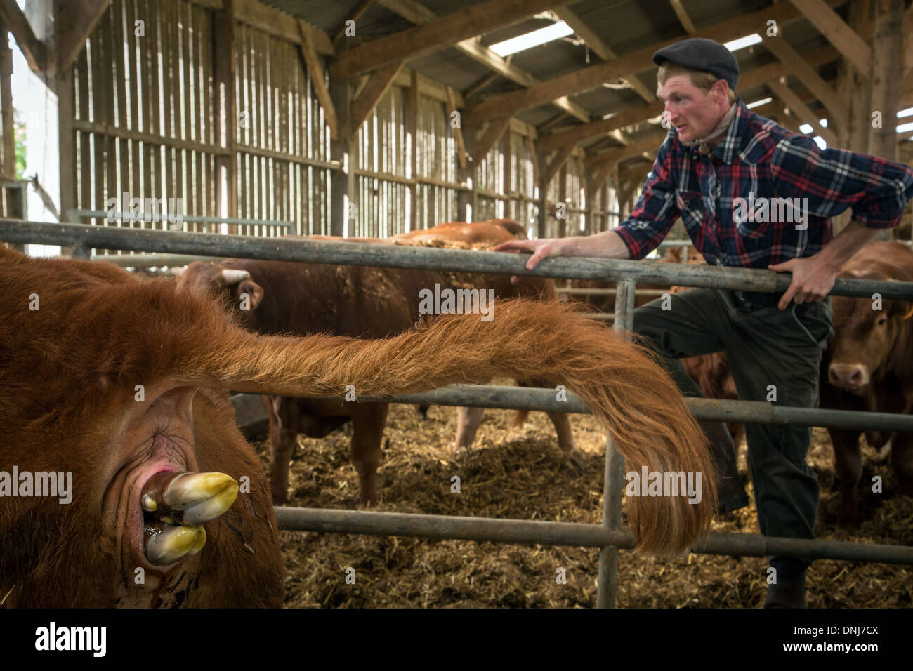 Kleine pfote geben -Fotos und -Bildmaterial in hoher Auflösung - Seite ...