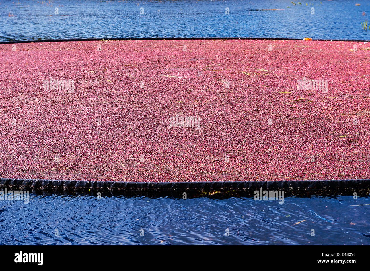 Preiselbeeren ernte -Fotos und -Bildmaterial in hoher Auflösung – Alamy