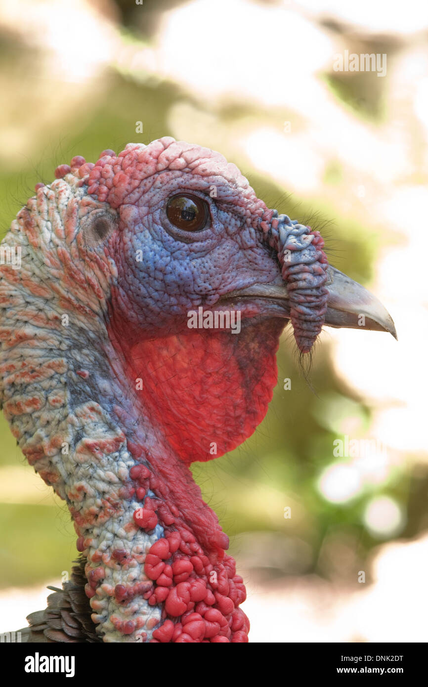 Männlicher truthahn mit roter wamme -Fotos und -Bildmaterial in hoher ...