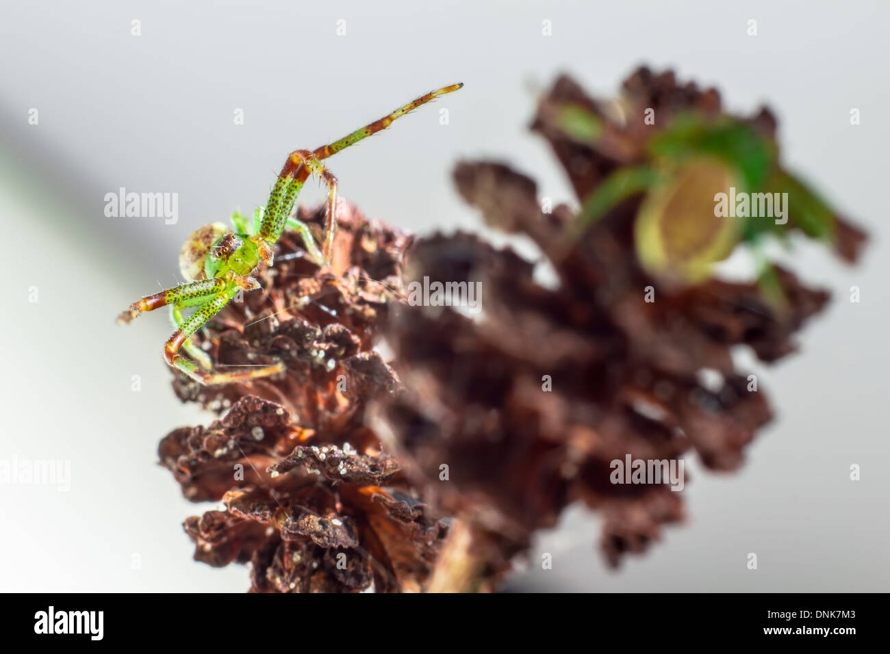 Grüne Krabbenspinne (Diaea Dorsata Stockfotografie - Alamy Grüne Krabbenspinne (Diaea Dorsata Stockfotografie - Alamy