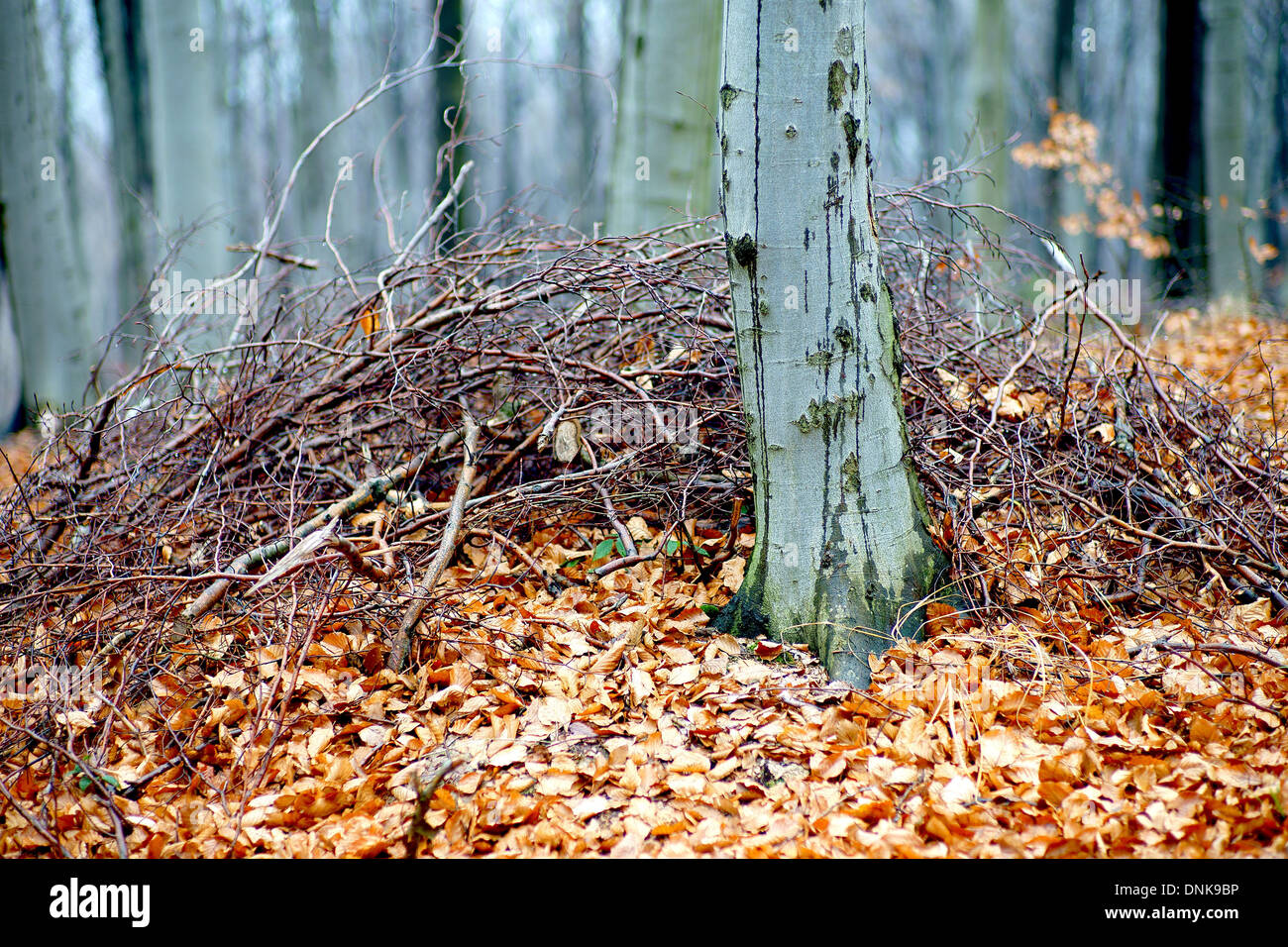 Baum Bäume Stämme Buchenwald im Herbst Fagus sylvatica Stockfotografie ...