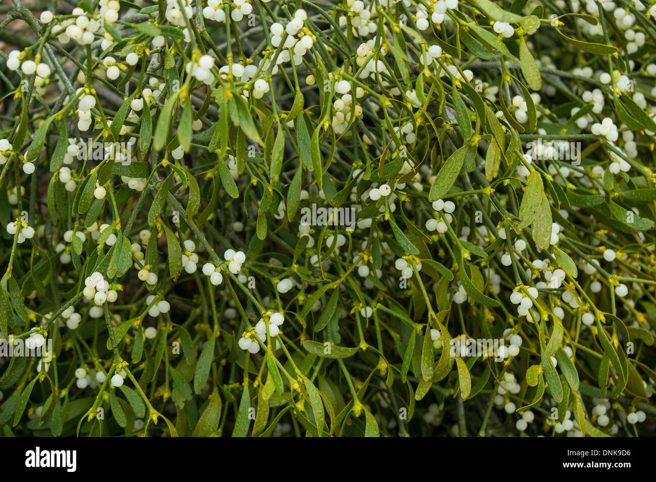 Mit mistel -Fotos und -Bildmaterial in hoher Auflösung – Alamy