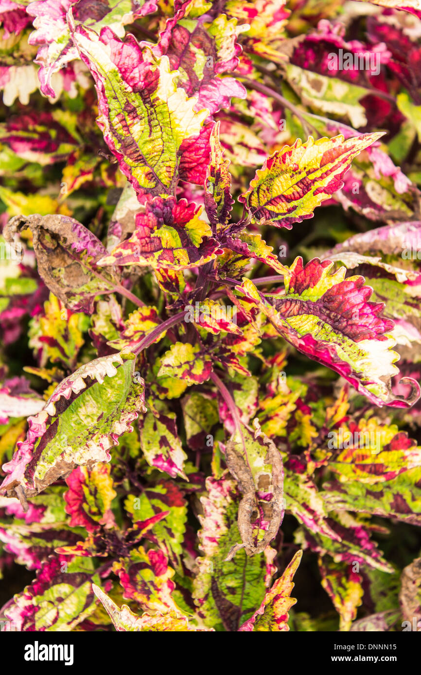 Gynura aurantiaca -Fotos und -Bildmaterial in hoher Auflösung – Alamy