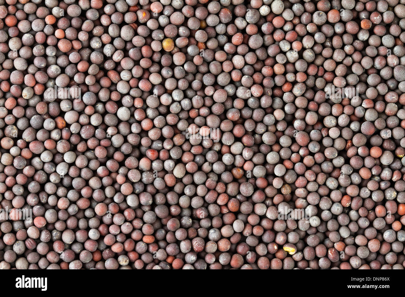 Brown mustard seed -Fotos und -Bildmaterial in hoher Auflösung – Alamy