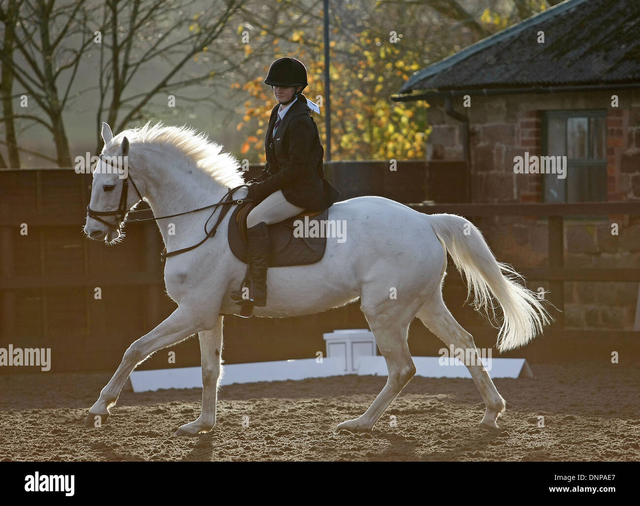 Pferd galoppiert um die arena -Fotos und -Bildmaterial in hoher Auflösung – Alamy