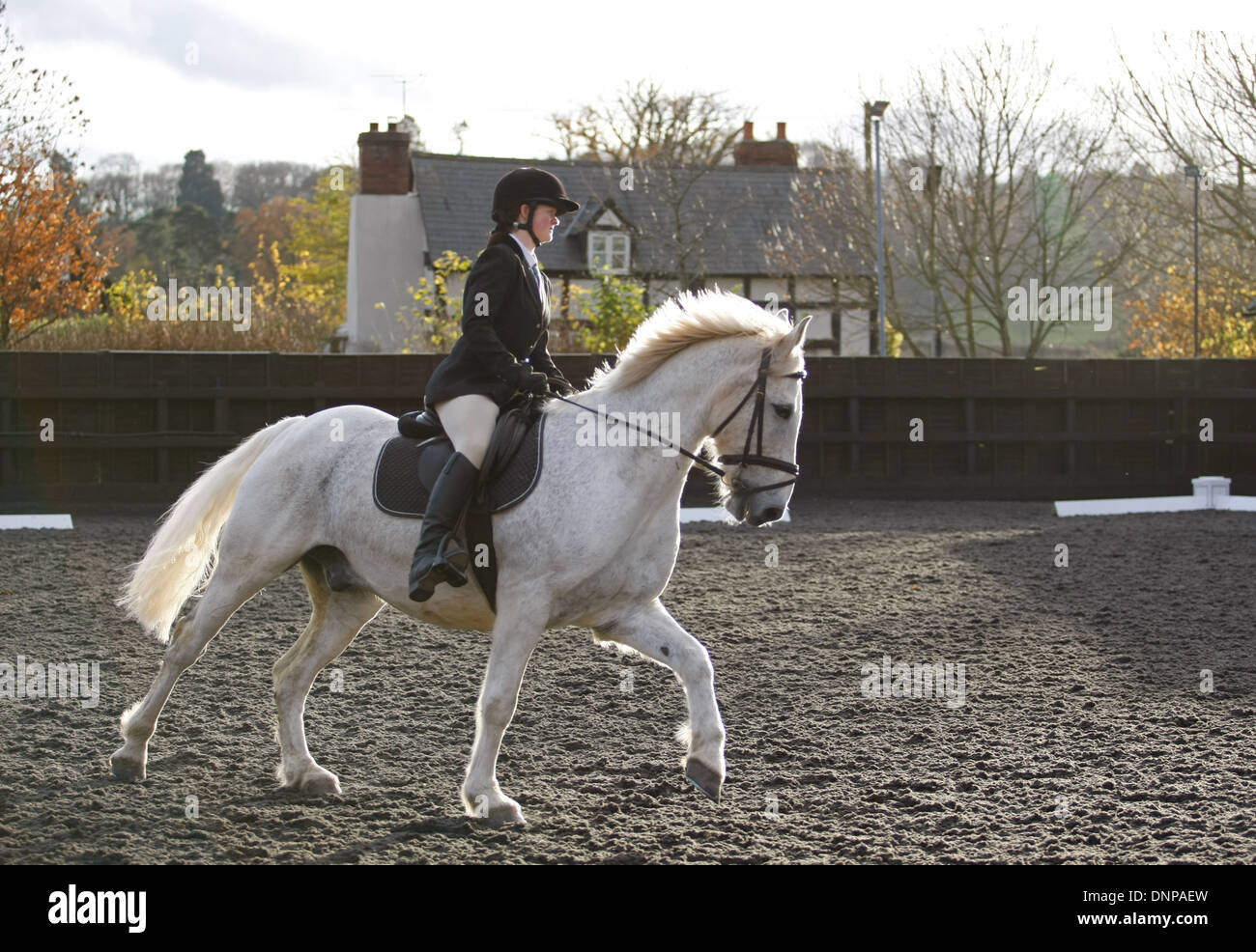 Pferd galoppiert um die arena -Fotos und -Bildmaterial in hoher Auflösung – Alamy