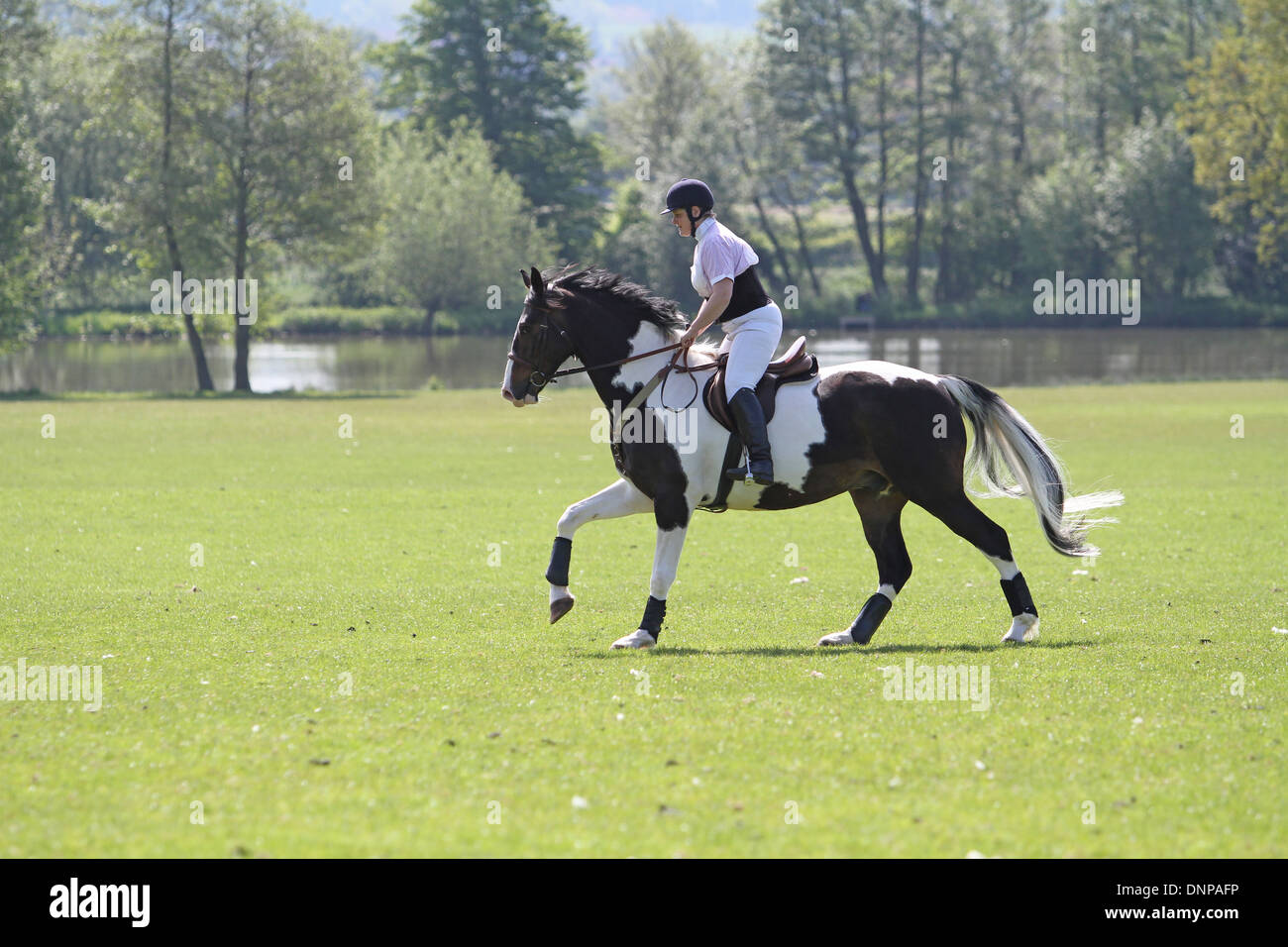 Warm pferd galopp -Fotos und -Bildmaterial in hoher Auflösung – Alamy