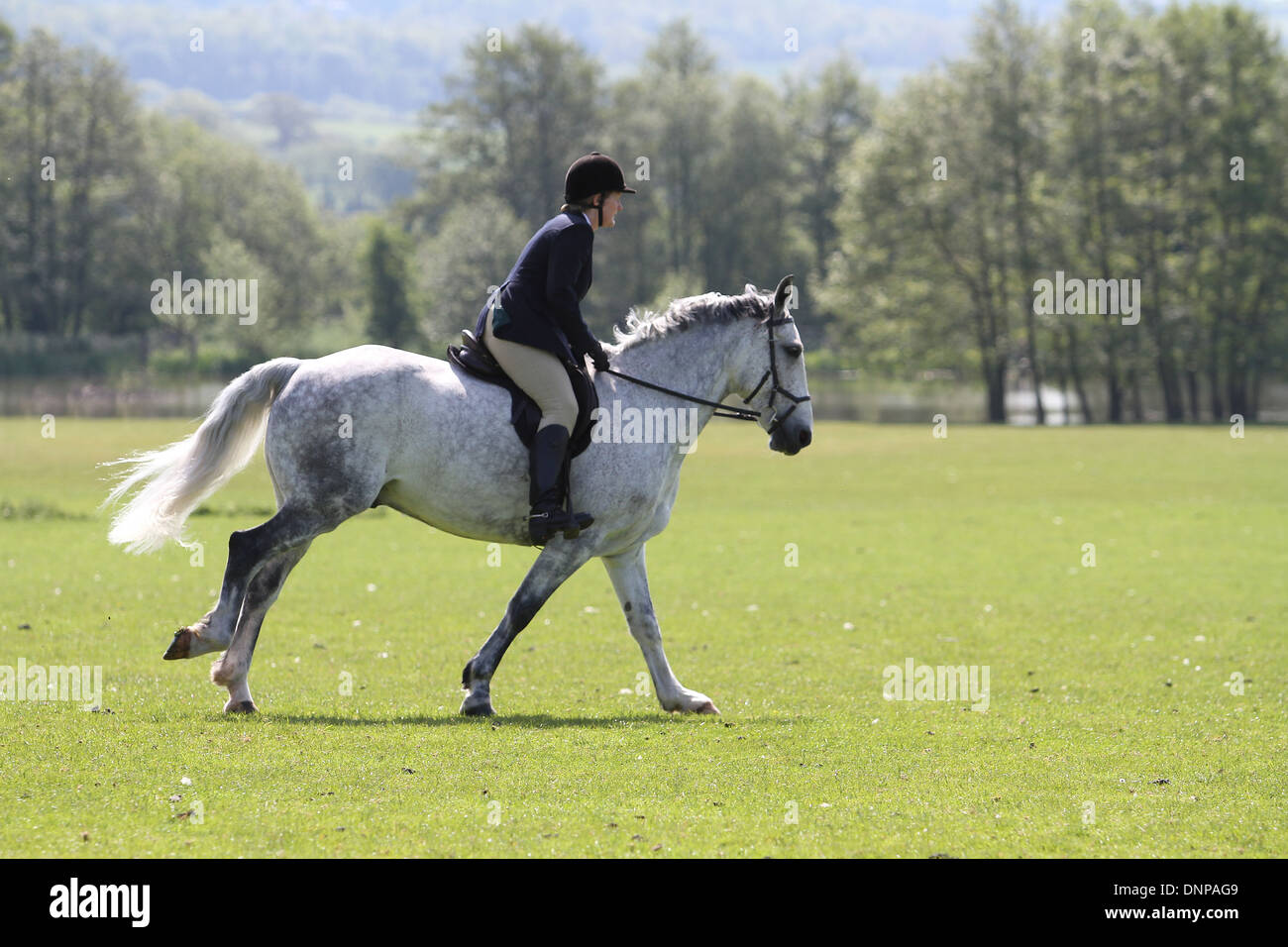 Warm pferd galopp -Fotos und -Bildmaterial in hoher Auflösung – Alamy