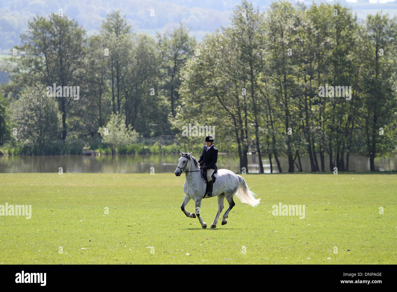 Warm pferd galopp -Fotos und -Bildmaterial in hoher Auflösung – Alamy
