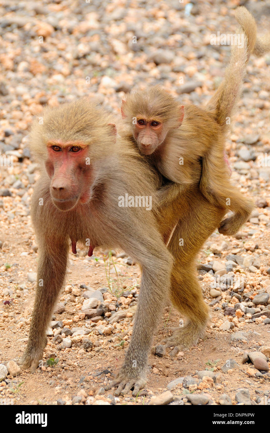 Hamadryas pavian weiblicher wissenschaftlicher name -Fotos und ...