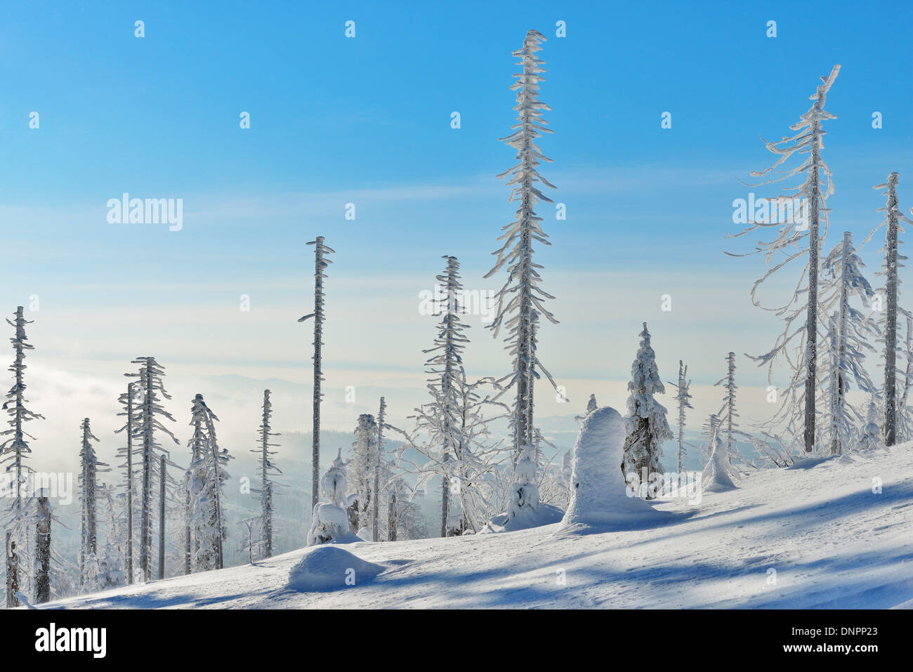 Schneebedeckte Nadelwald im Winter, Grafenau, Lusen, National Park ...