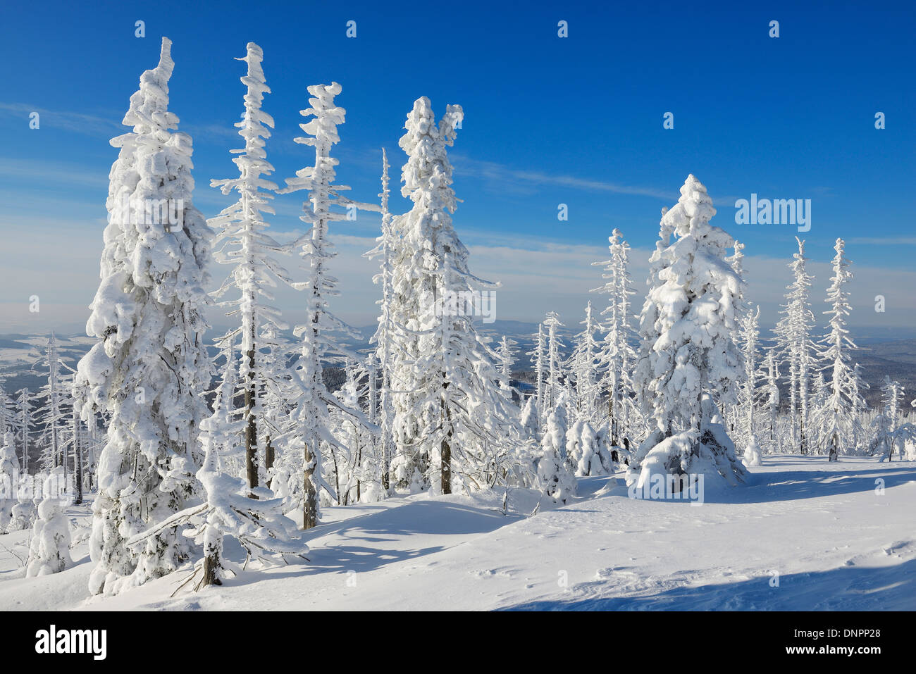 Schneebedeckte Nadelwald im Winter, Grafenau, Lusen, National Park ...