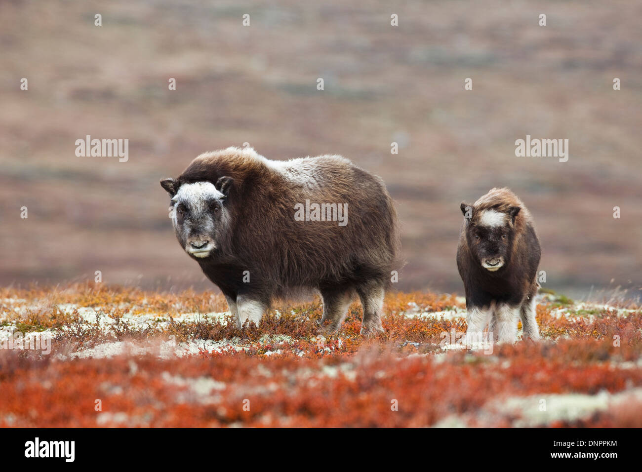 Moschusochsenfamilie in der tundra -Fotos und -Bildmaterial in hoher ...