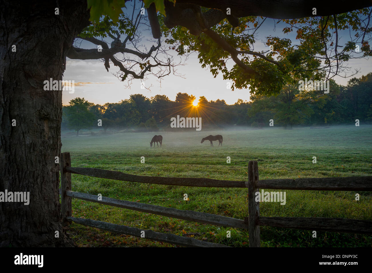 Pferd bei sonnenaufgang -Fotos und -Bildmaterial in hoher Auflösung – Alamy