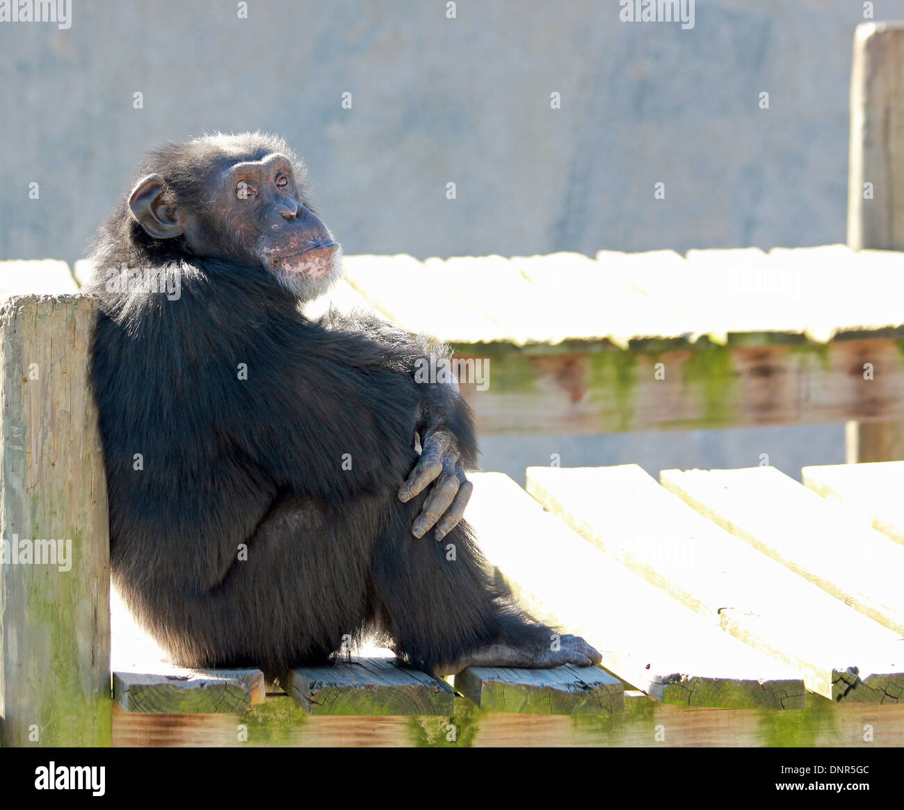 Affe wie kreatur -Fotos und -Bildmaterial in hoher Auflösung – Alamy