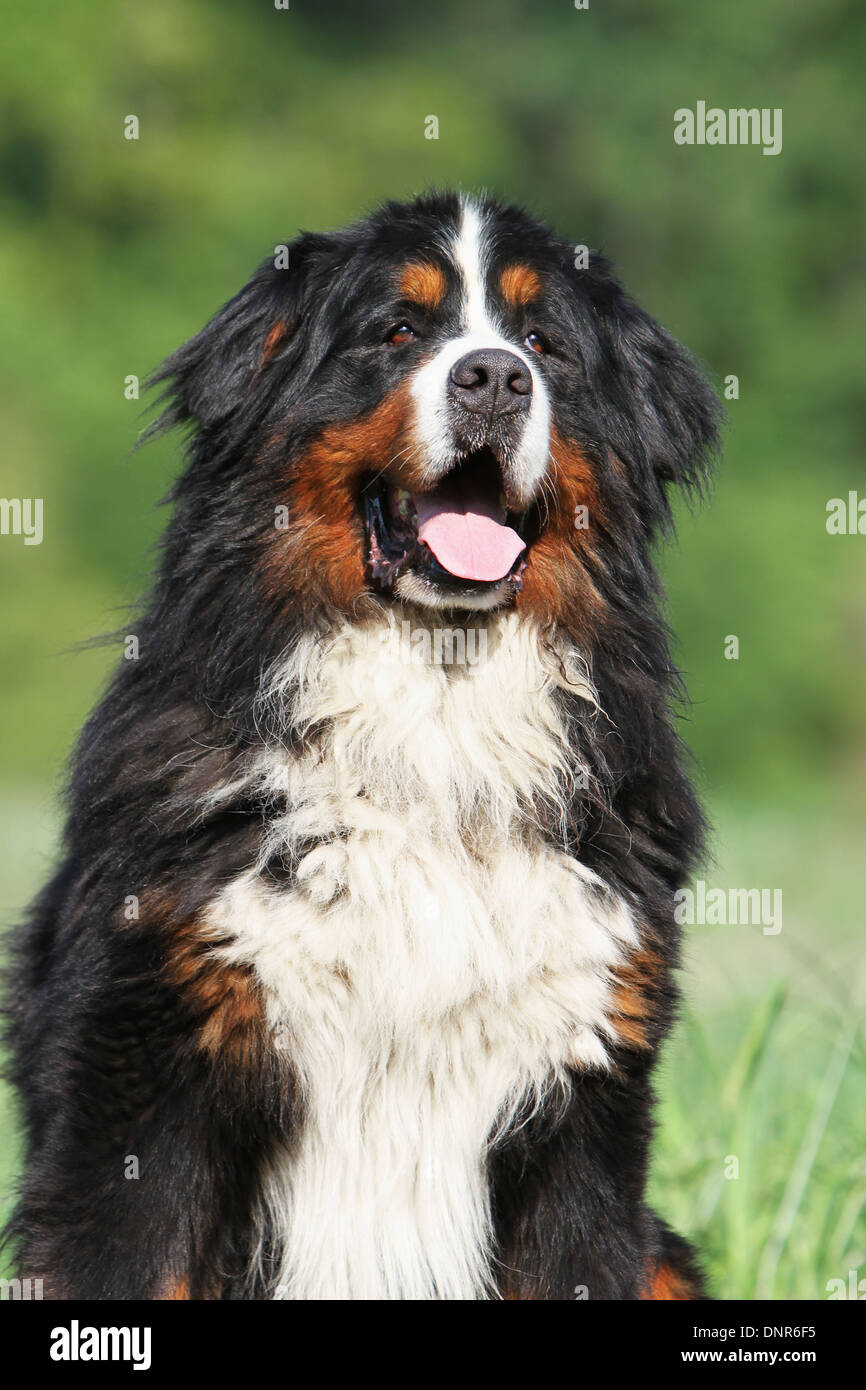 Berner sennenhundrassen -Fotos und -Bildmaterial in hoher Auflösung – Alamy