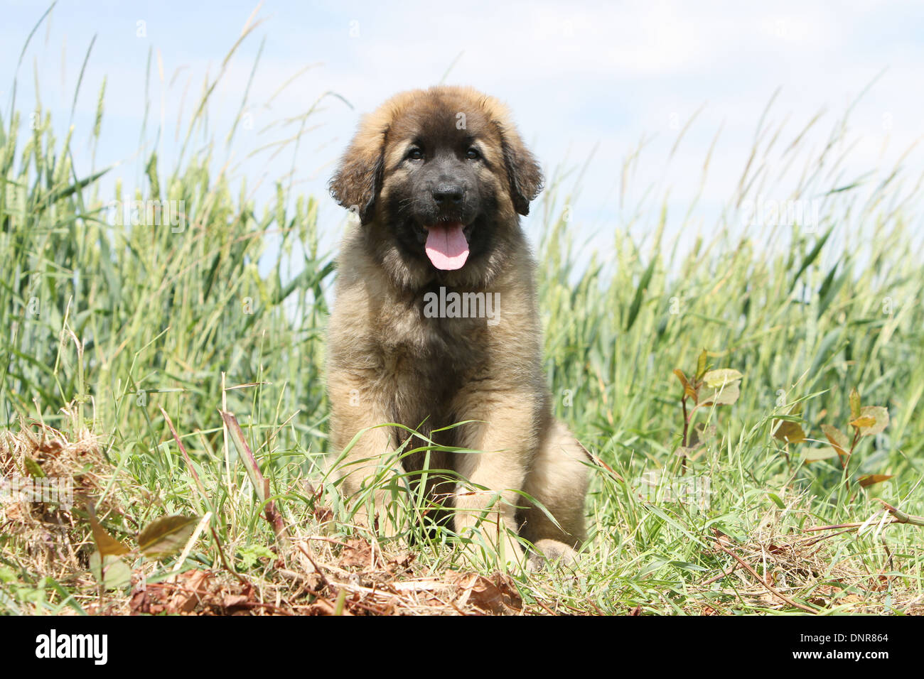 Leonberger baby -Fotos und -Bildmaterial in hoher Auflösung – Alamy