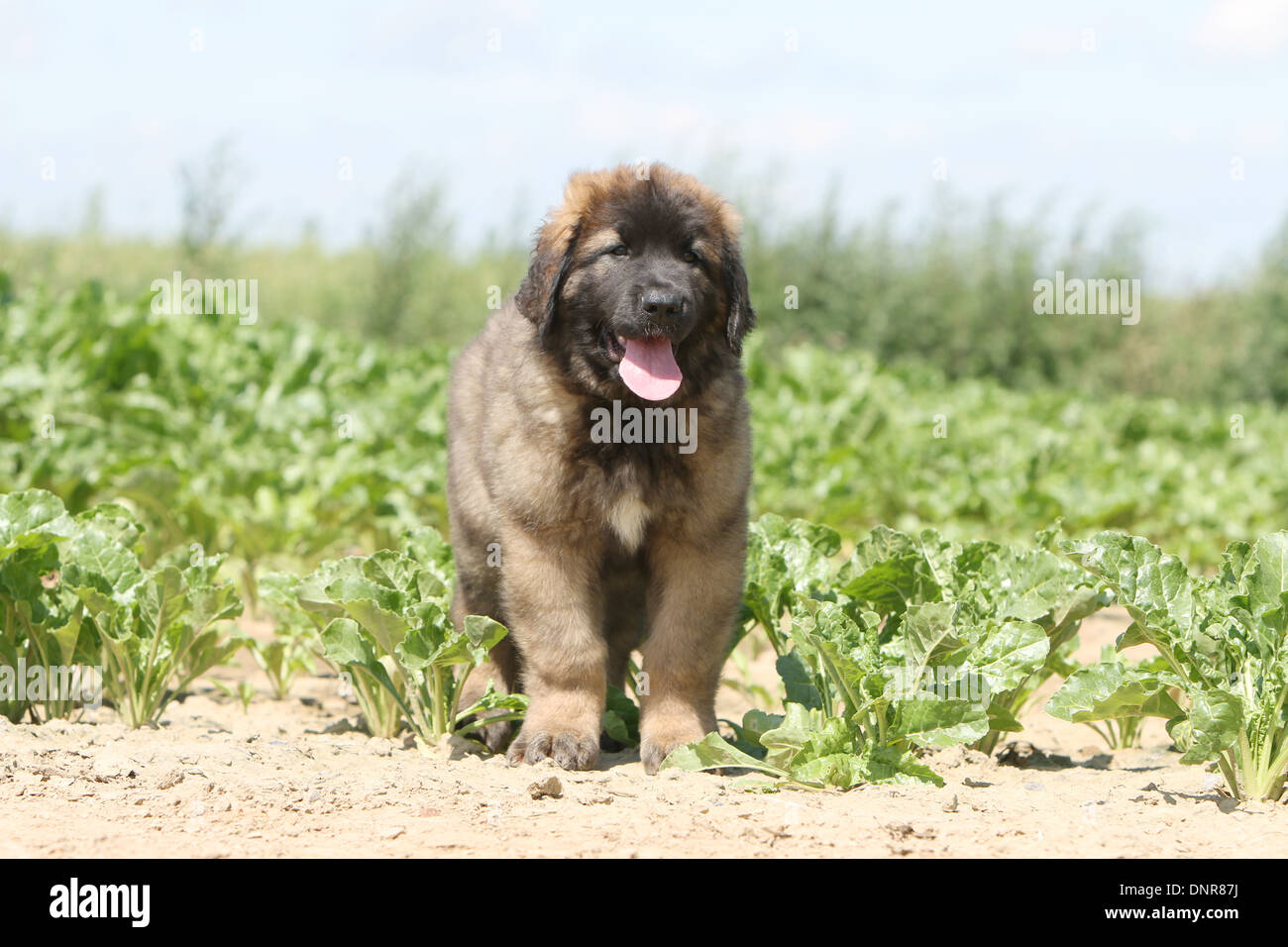 Leonberger baby -Fotos und -Bildmaterial in hoher Auflösung – Alamy