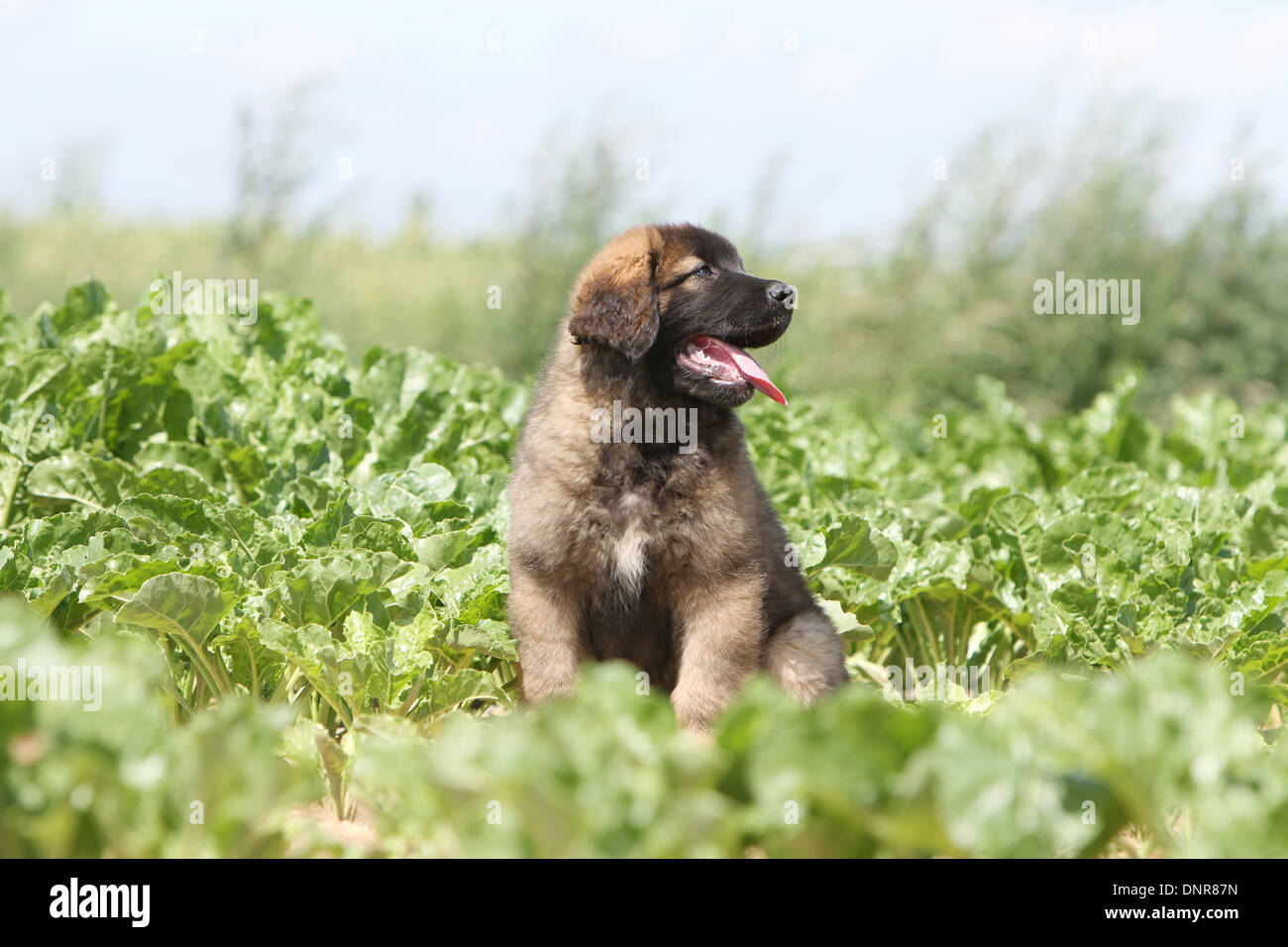 Leonberger baby -Fotos und -Bildmaterial in hoher Auflösung – Alamy
