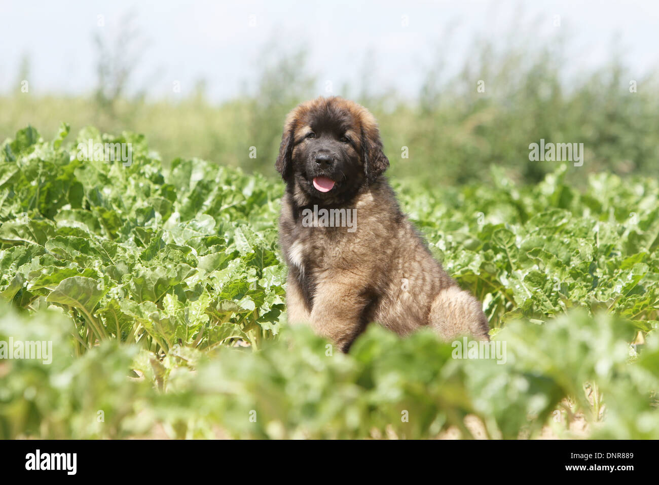 Leonberger baby Stockfotos und -bilder Kaufen - Alamy