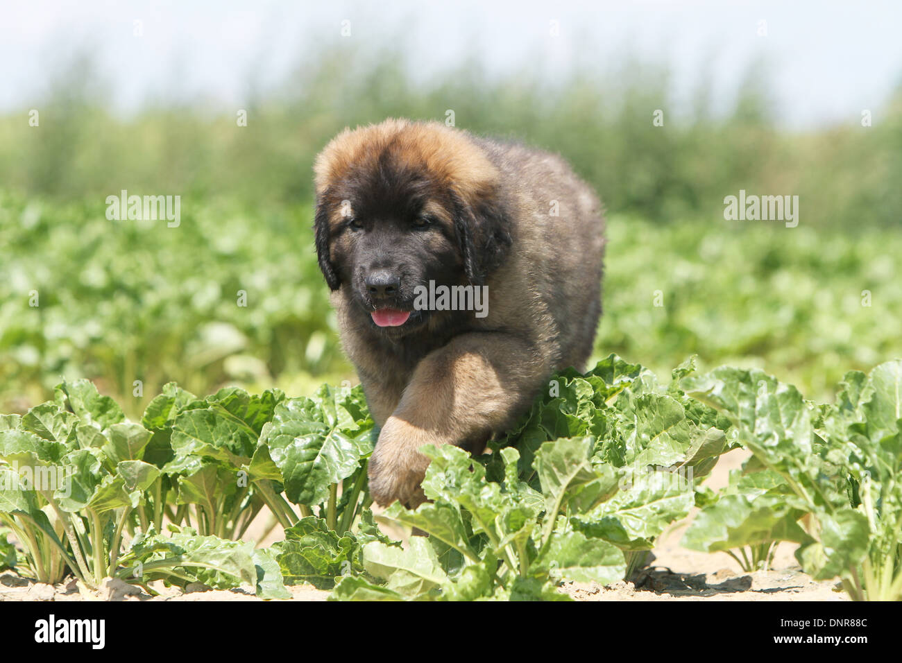 Leonberger baby -Fotos und -Bildmaterial in hoher Auflösung – Alamy