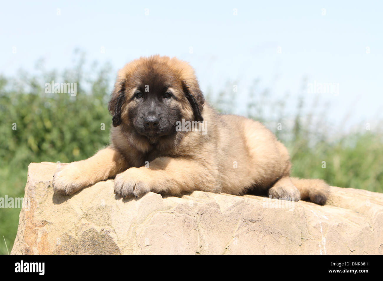 Leonberger baby Stockfotos und -bilder Kaufen - Alamy