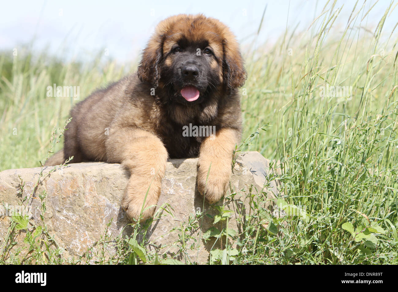 Leonberger baby Stockfotos und -bilder Kaufen - Alamy