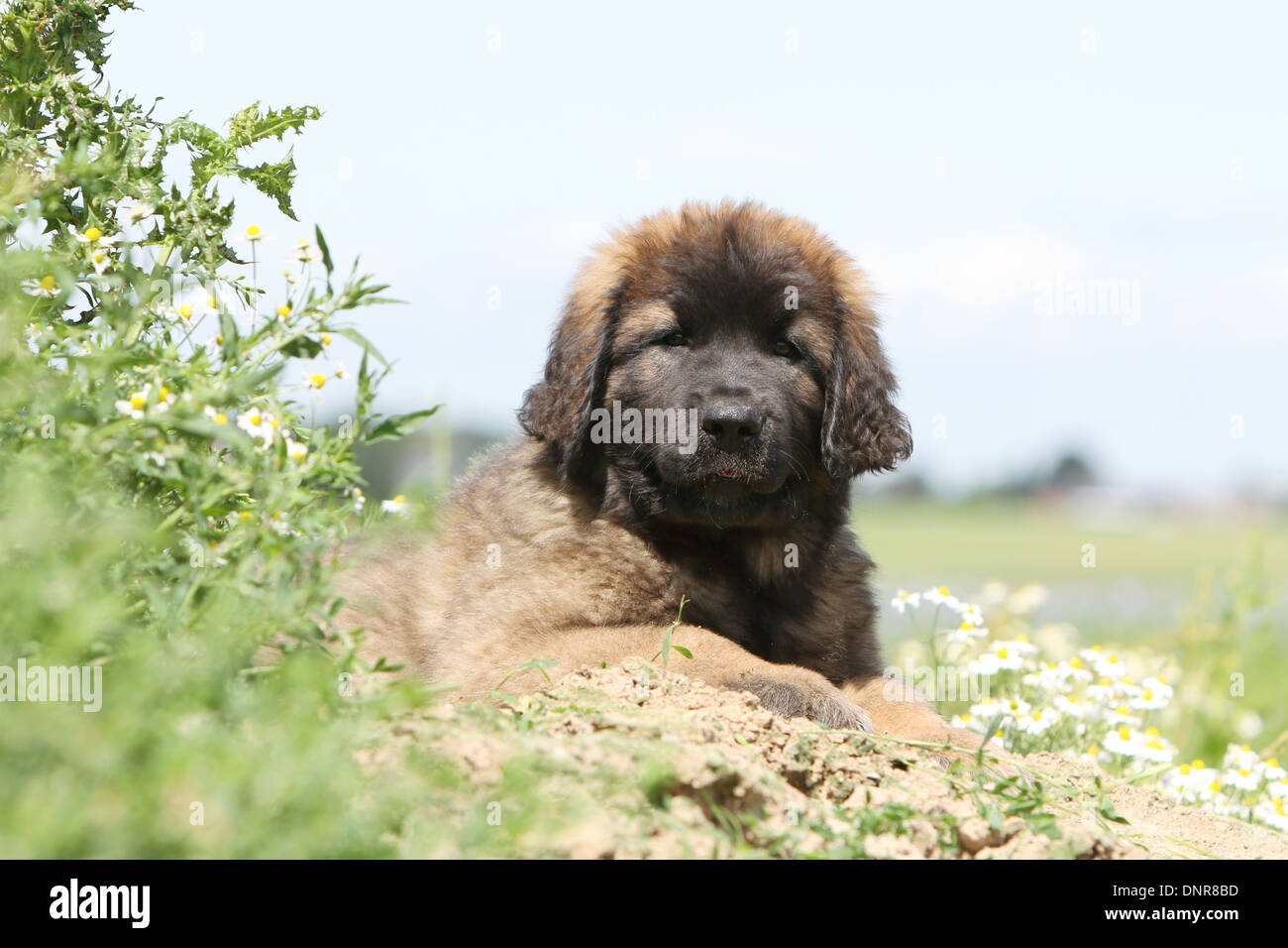 Leonberger baby -Fotos und -Bildmaterial in hoher Auflösung – Alamy