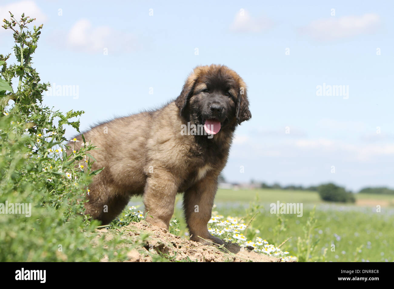 Leonberger baby Stockfotos und -bilder Kaufen - Alamy