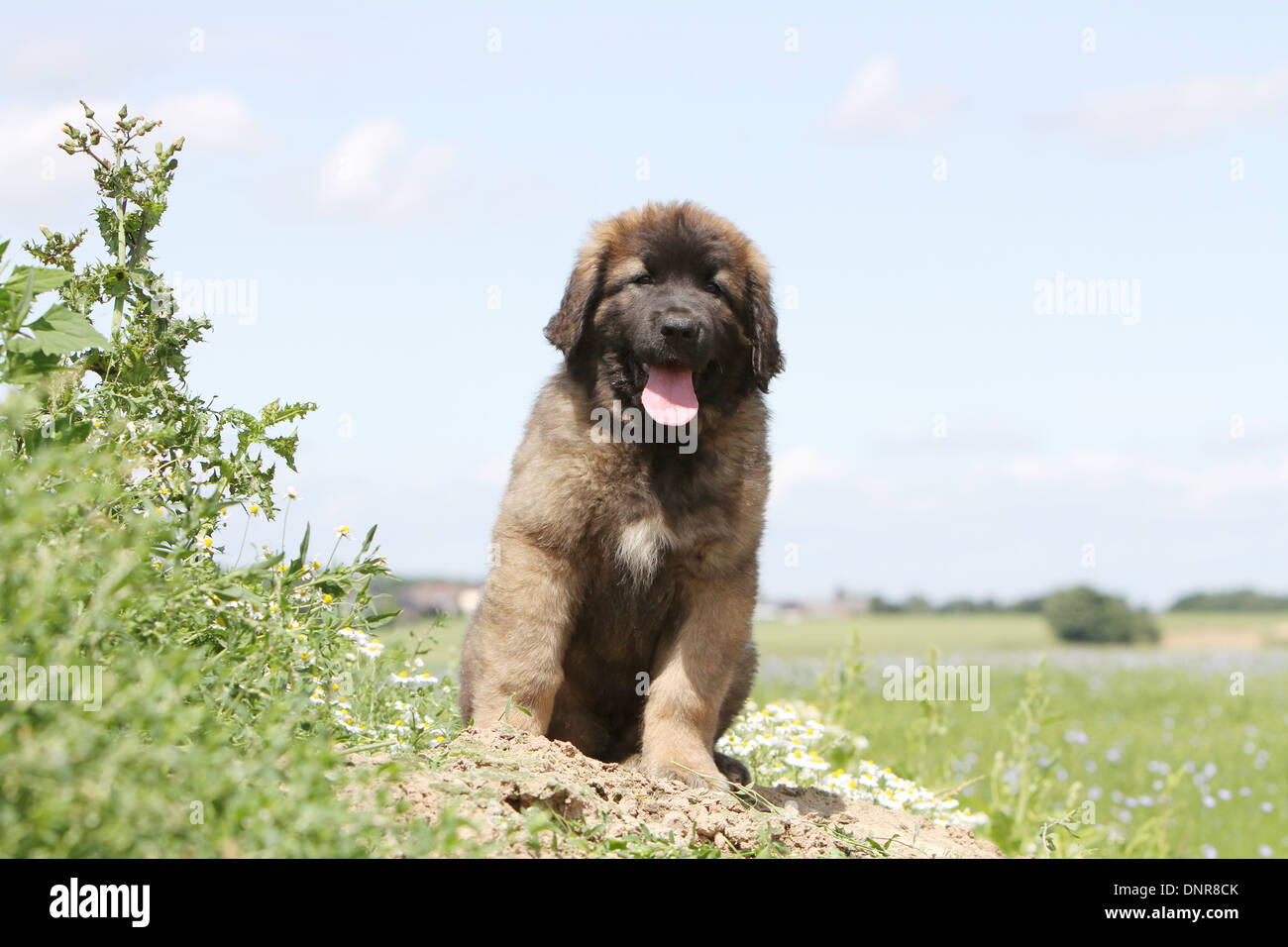 Leonberger baby -Fotos und -Bildmaterial in hoher Auflösung – Alamy