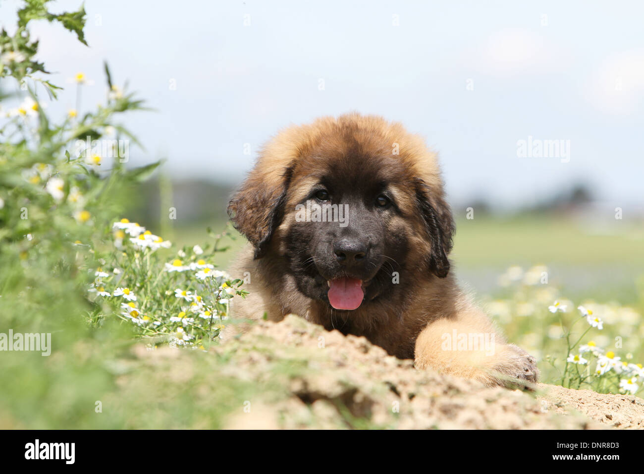 Leonberger baby -Fotos und -Bildmaterial in hoher Auflösung – Alamy