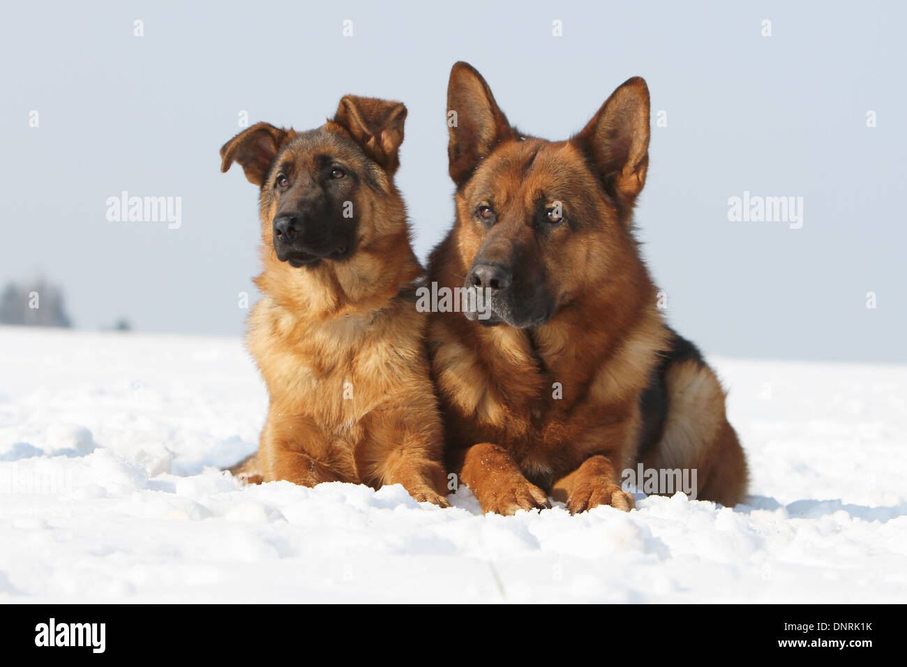Deutscher schaeferhund -Fotos und -Bildmaterial in hoher Auflösung – Alamy