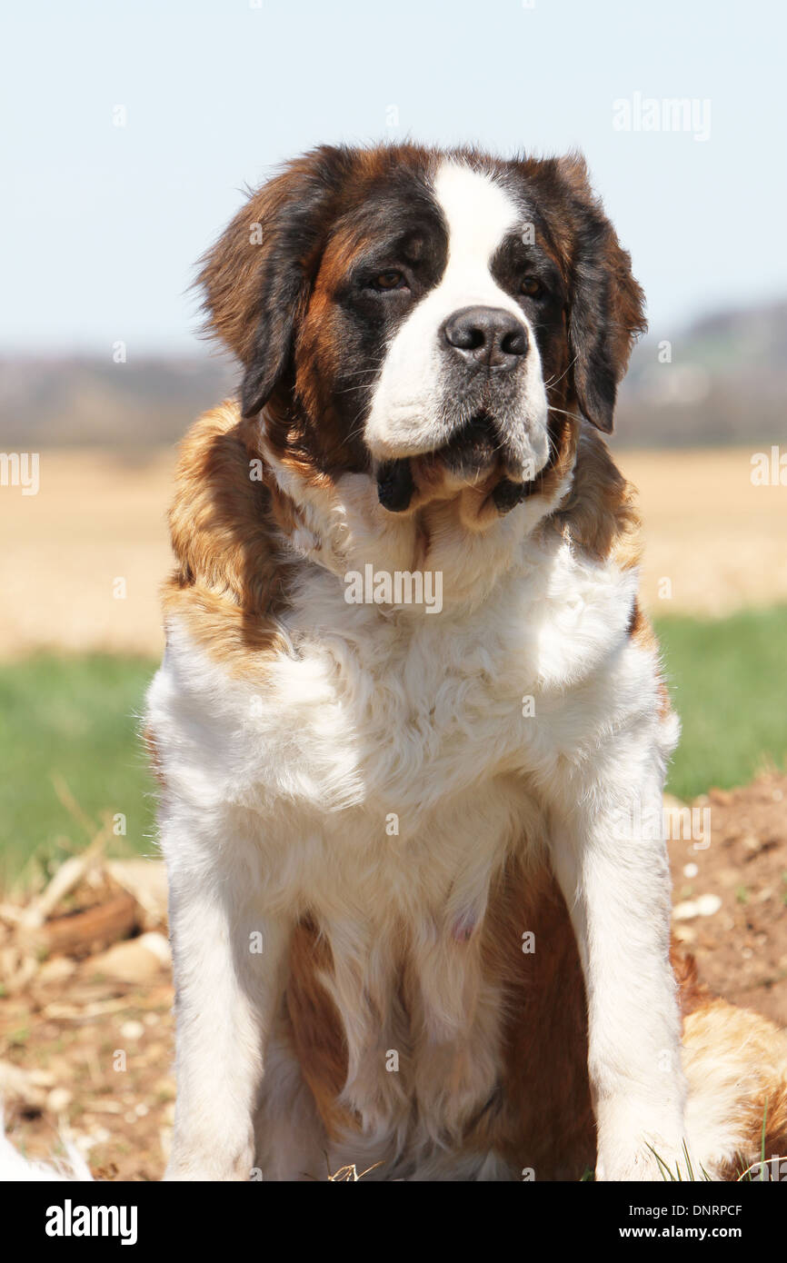 Hund Bernhardiner Langhaar Erwachsenen Porträt Stockfotografie - Alamy