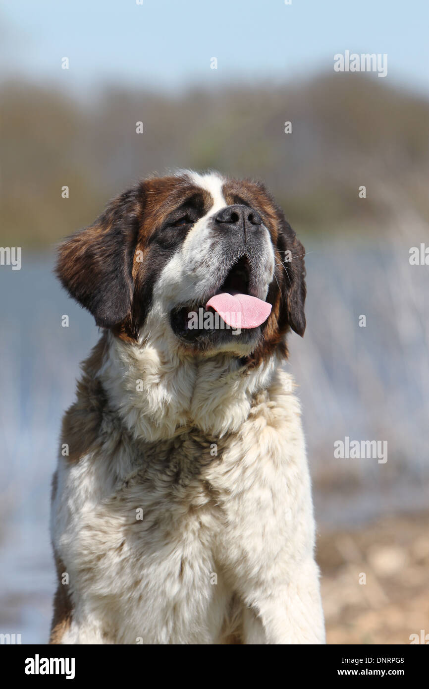 Bernhardiner mastiff -Fotos und -Bildmaterial in hoher Auflösung – Alamy