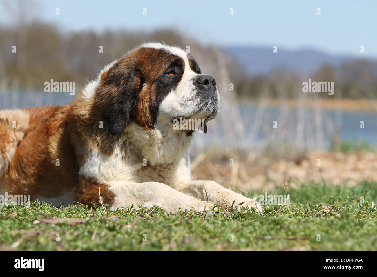 Bernhardiner mastiff -Fotos und -Bildmaterial in hoher Auflösung – Alamy