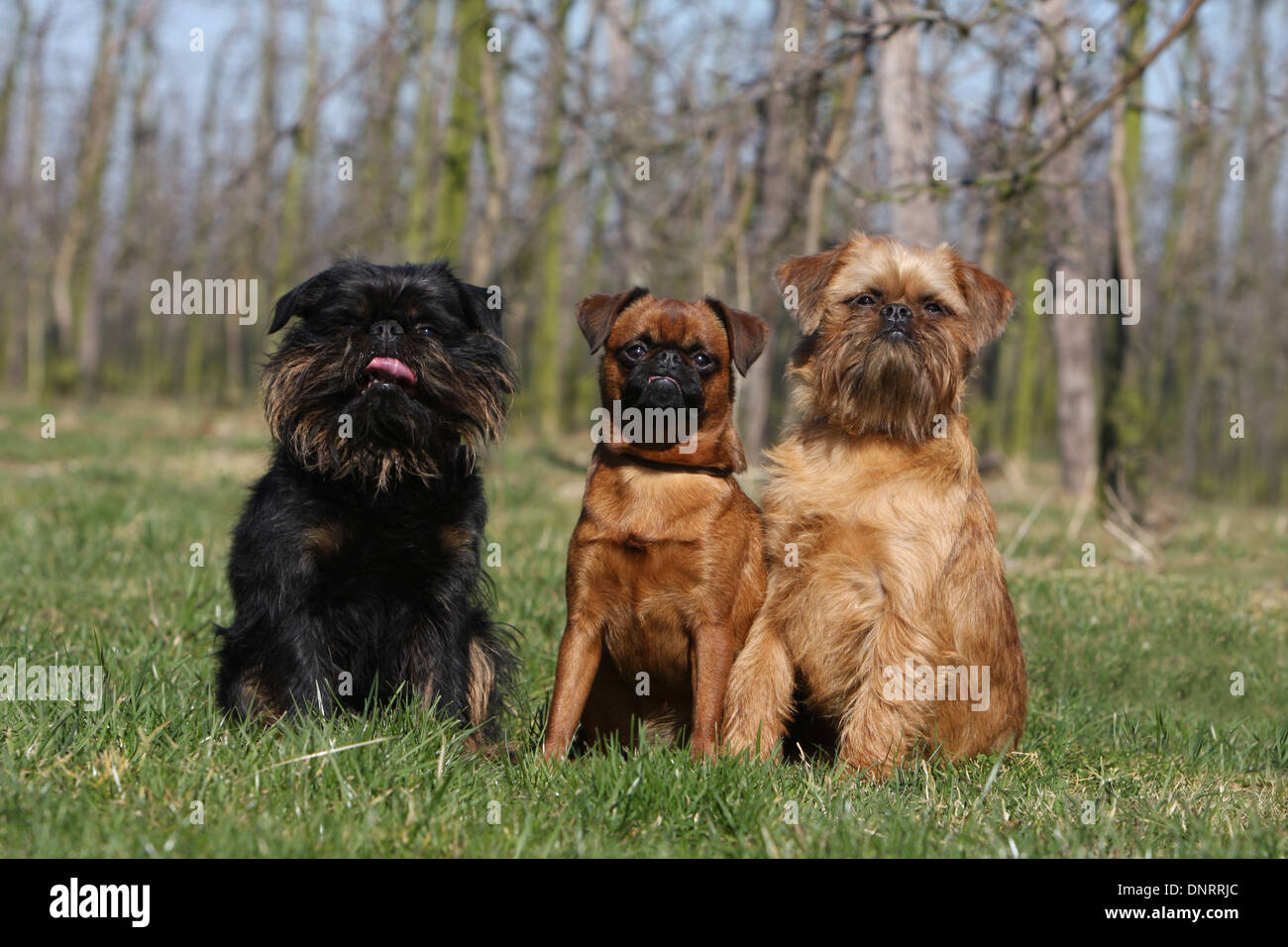 Belgische Griffon - Griffon Belge Hund / Brüsseler Griffon - Griffon ...