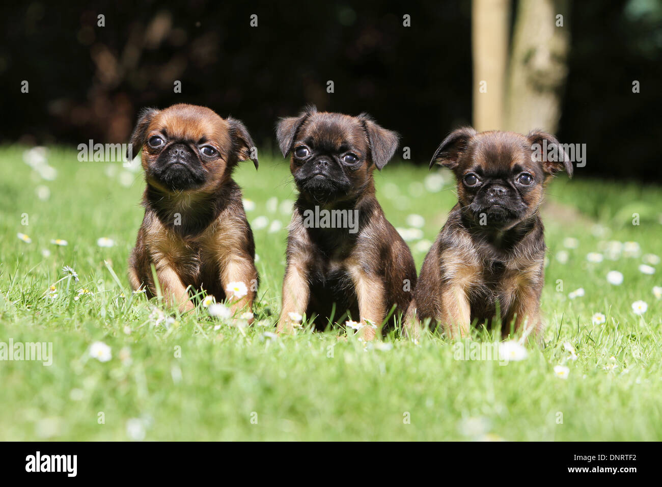 petit Brabançon Hund / small Brabant Griffon / belgischen drei Welpen ...