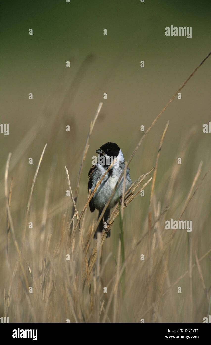 REED BUNTING (Emberiza Schoeniclus) Männchen im Sommer Gefieder thront ...