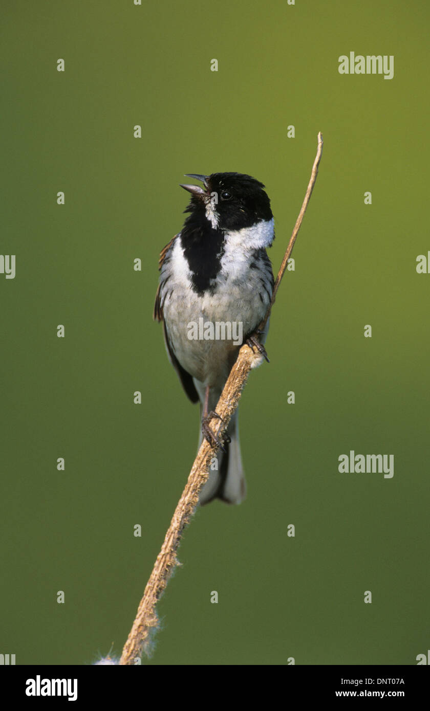 REED BUNTING (Emberiza Schoeniclus) Männchen im Sommer Gefieder singen ...