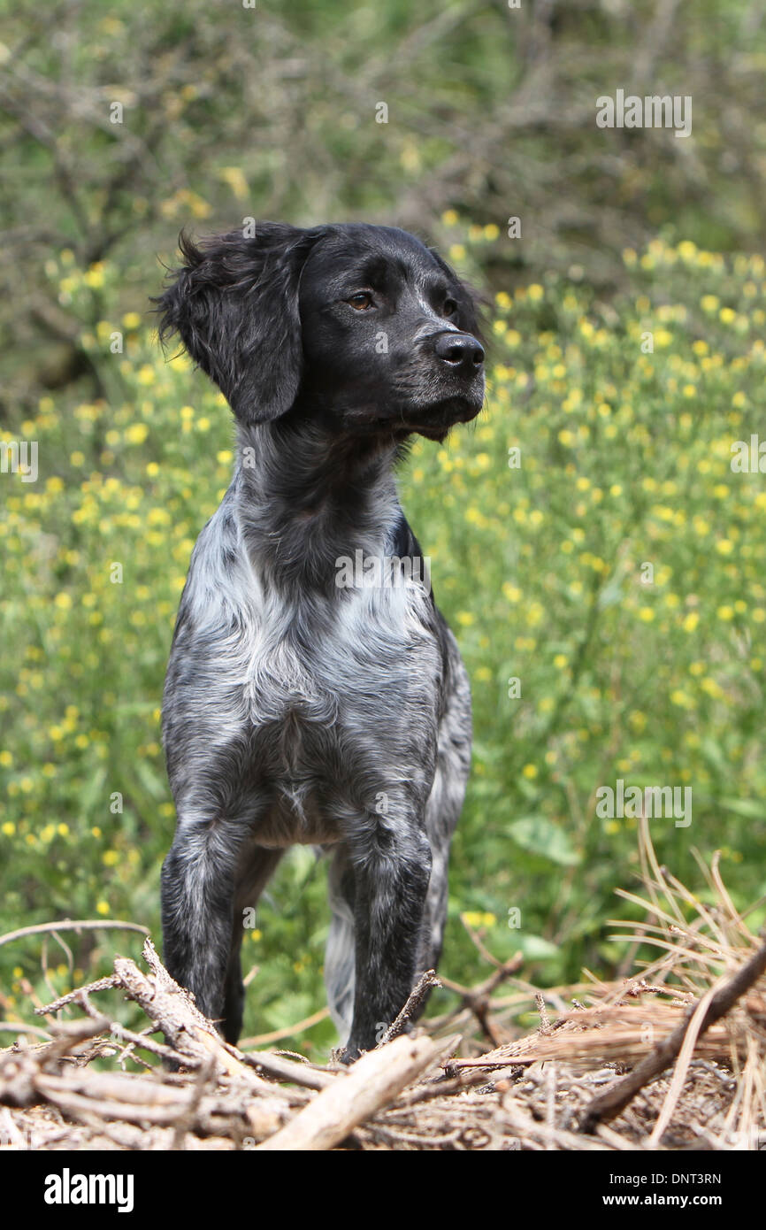 Brittany Spaniel Hund / Epagneul Breton jung (schwarz Roan) steht auf ...