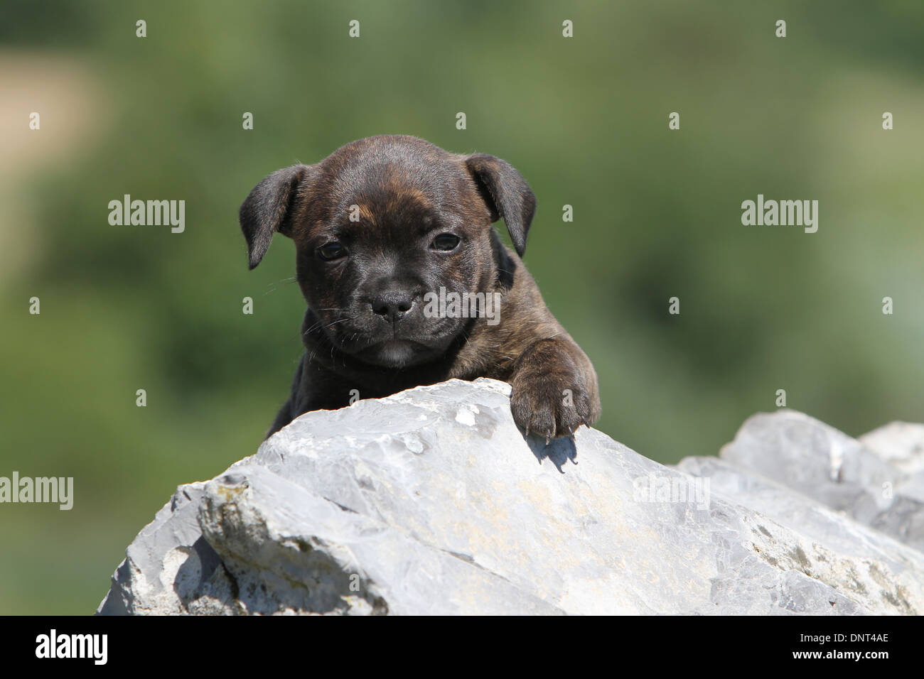Stafford bull terrier puppy -Fotos und -Bildmaterial in hoher Auflösung ...