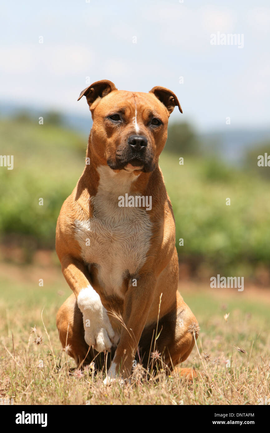 Amerikanischer Staffordshire-Terrier Hund / Amstaff / Erwachsene sitzen ...