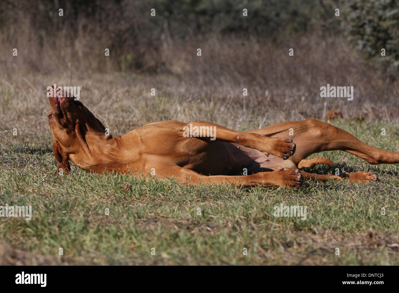 Kurzhaarige ungarische zeiger -Fotos und -Bildmaterial in hoher ...