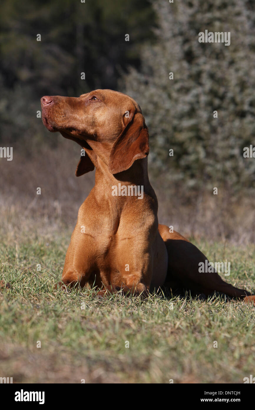 Kurzhaarige ungarische zeiger -Fotos und -Bildmaterial in hoher ...