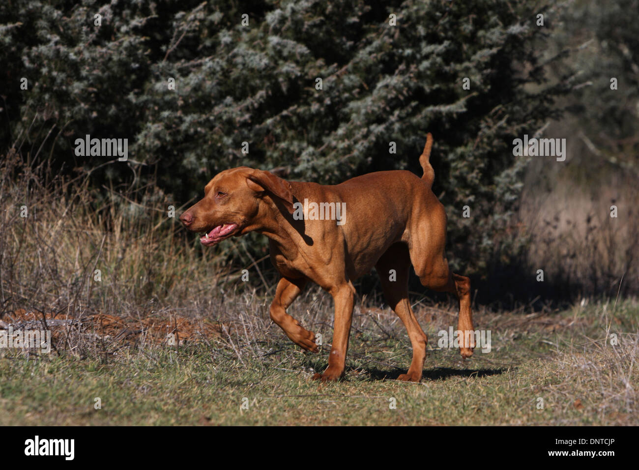 Kurzhaarige ungarische zeiger -Fotos und -Bildmaterial in hoher ...